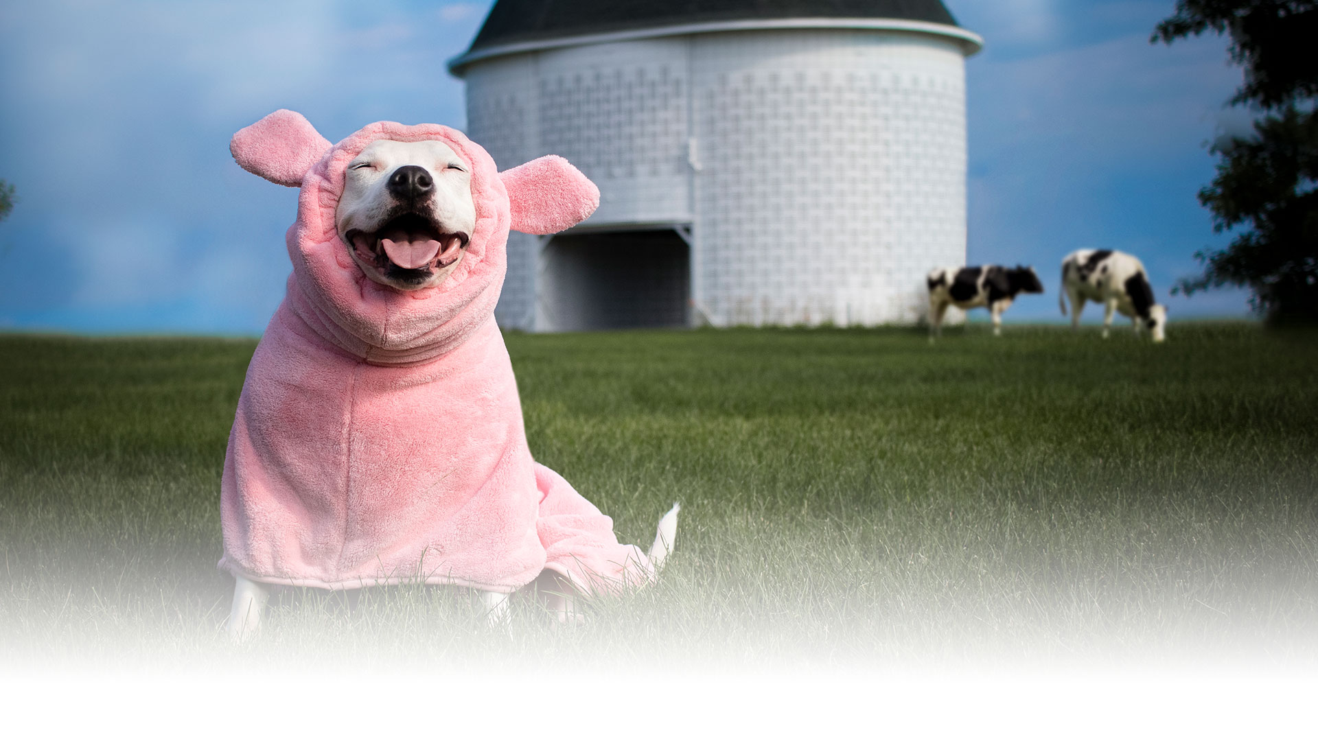 Robes – Tooth & Honey