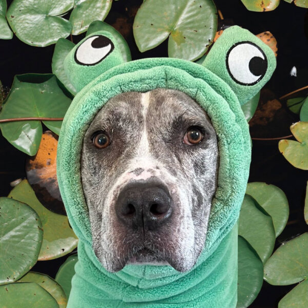 Froggy Dog Bathrobe – Tooth & Honey