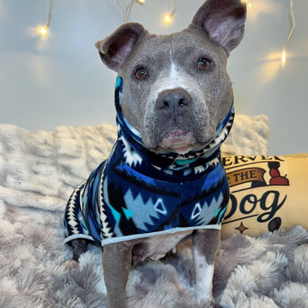 Winter Ocean Fleece Dog Wrap – Tooth & Honey