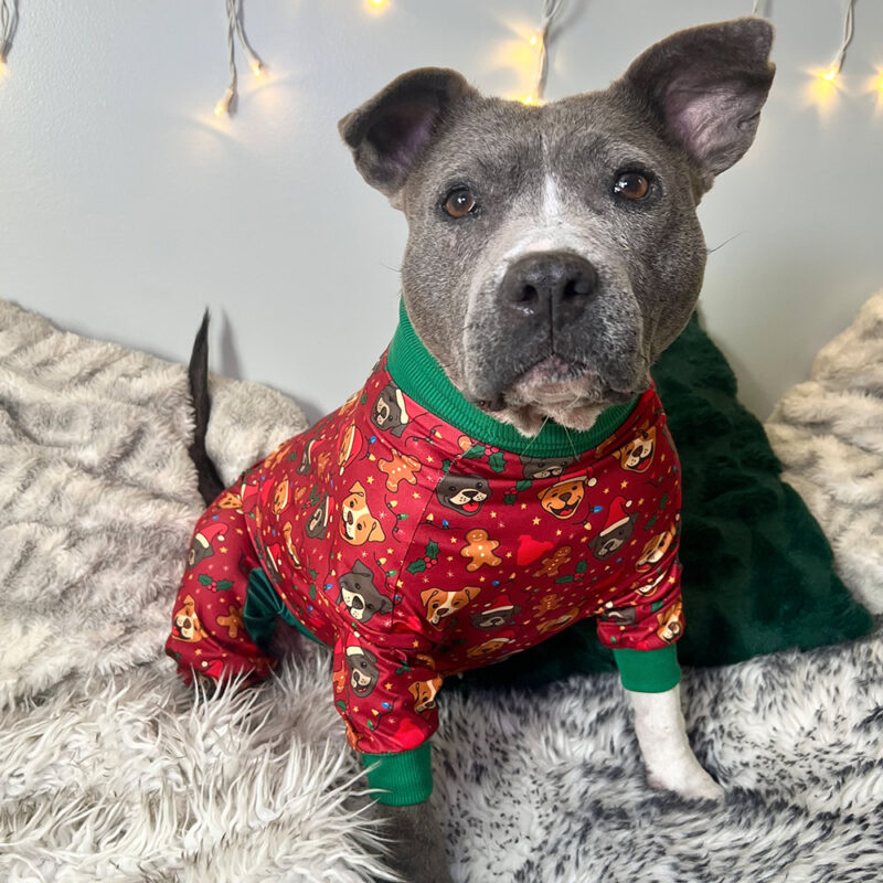 Tooth & Honey – Pitbull Clothing I Large Dog Clothes for Bully Breeds
