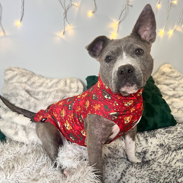 Tooth & Honey – Pitbull Clothing I Large Dog Clothes for Bully Breeds