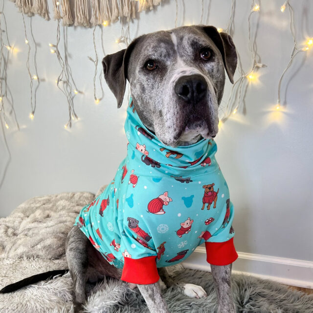 Tooth & Honey – Pitbull Clothing I Large Dog Clothes for Bully Breeds